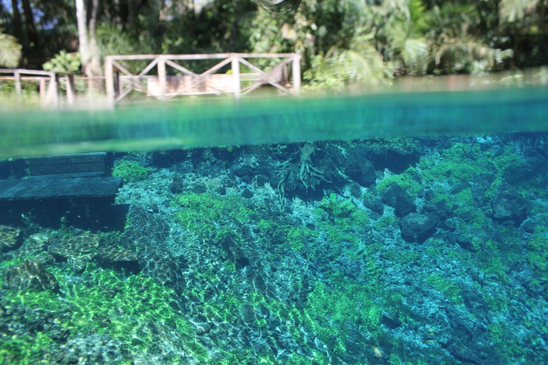Flutuação Nascente Azul - Passeios em Bonito - Do Brasil para o Mundo
